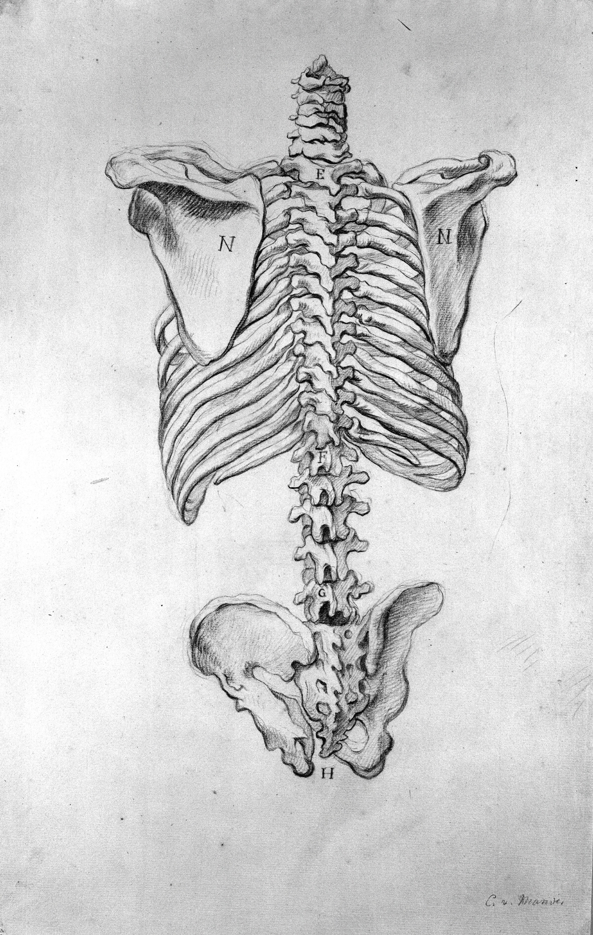 Rygrad med brystkasse og bækken, set bagfra., 1660 – 1663, Karel van ...