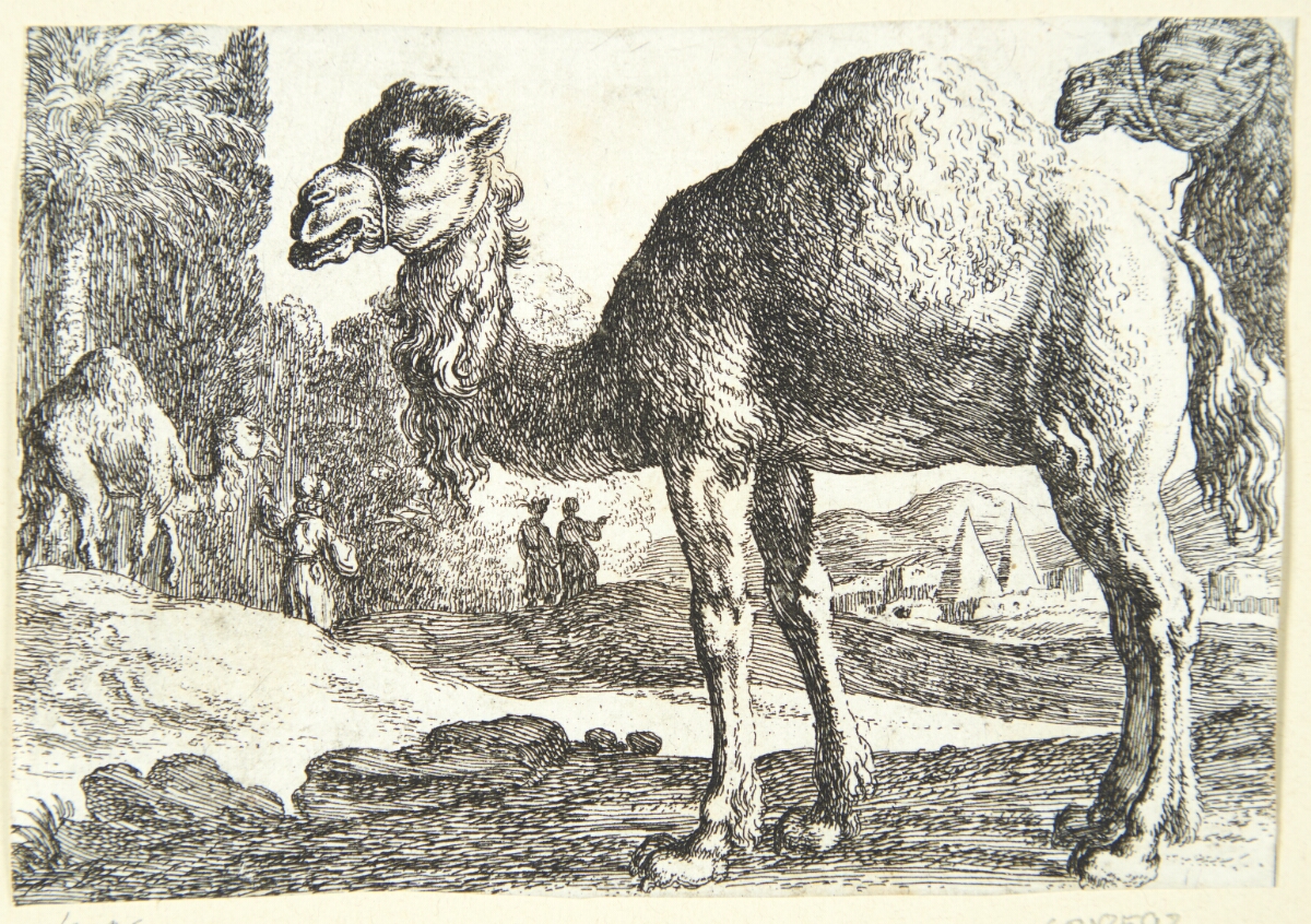 Kameler, 1603 – 1655, Herman van Swanevelt | SMK Open