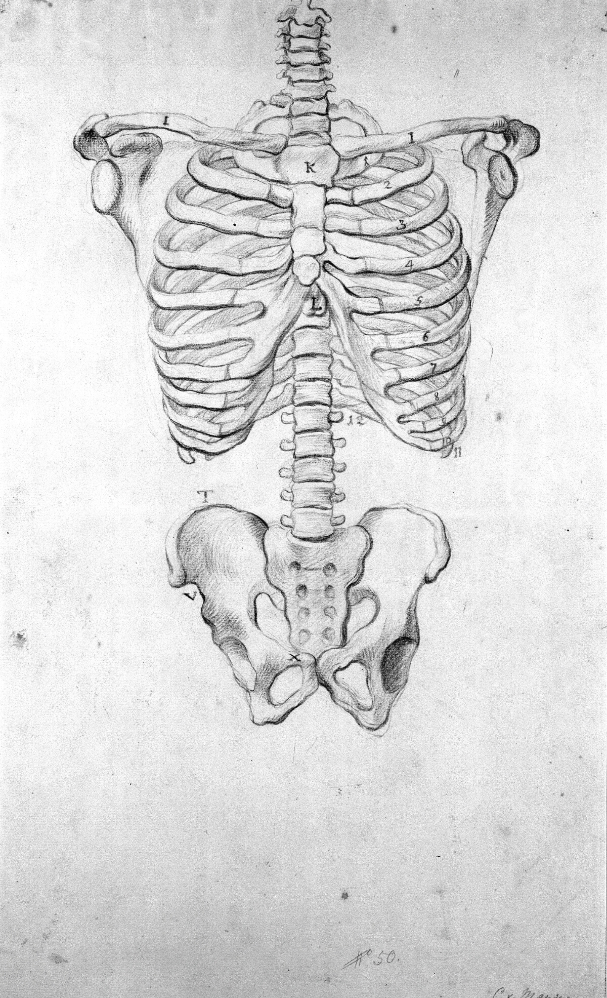 Rygrad med brystkasse og bækken, set forfra., 1660 – 1663, Karel van ...